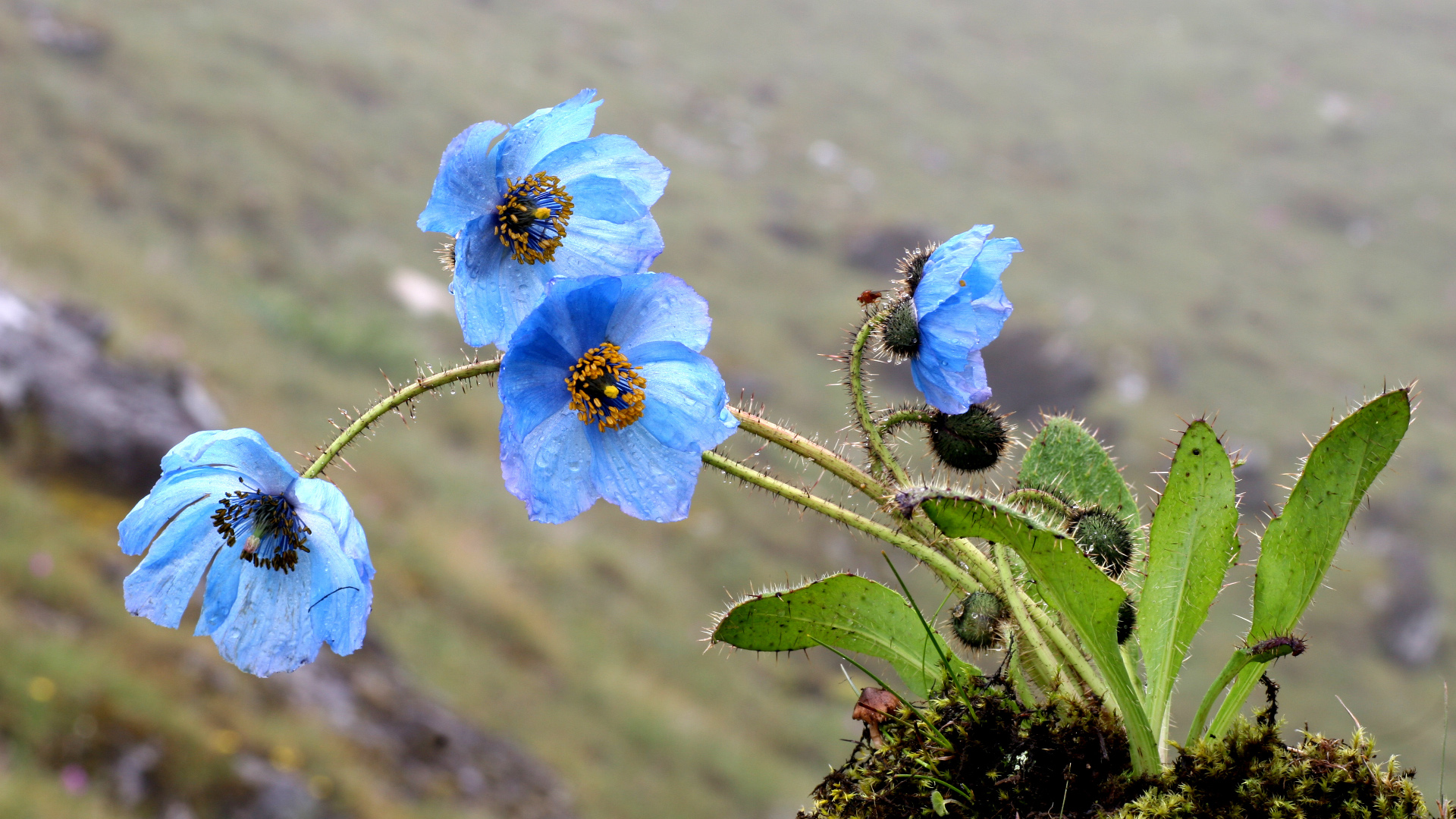 About Bhutan – Sem-Zang Tours